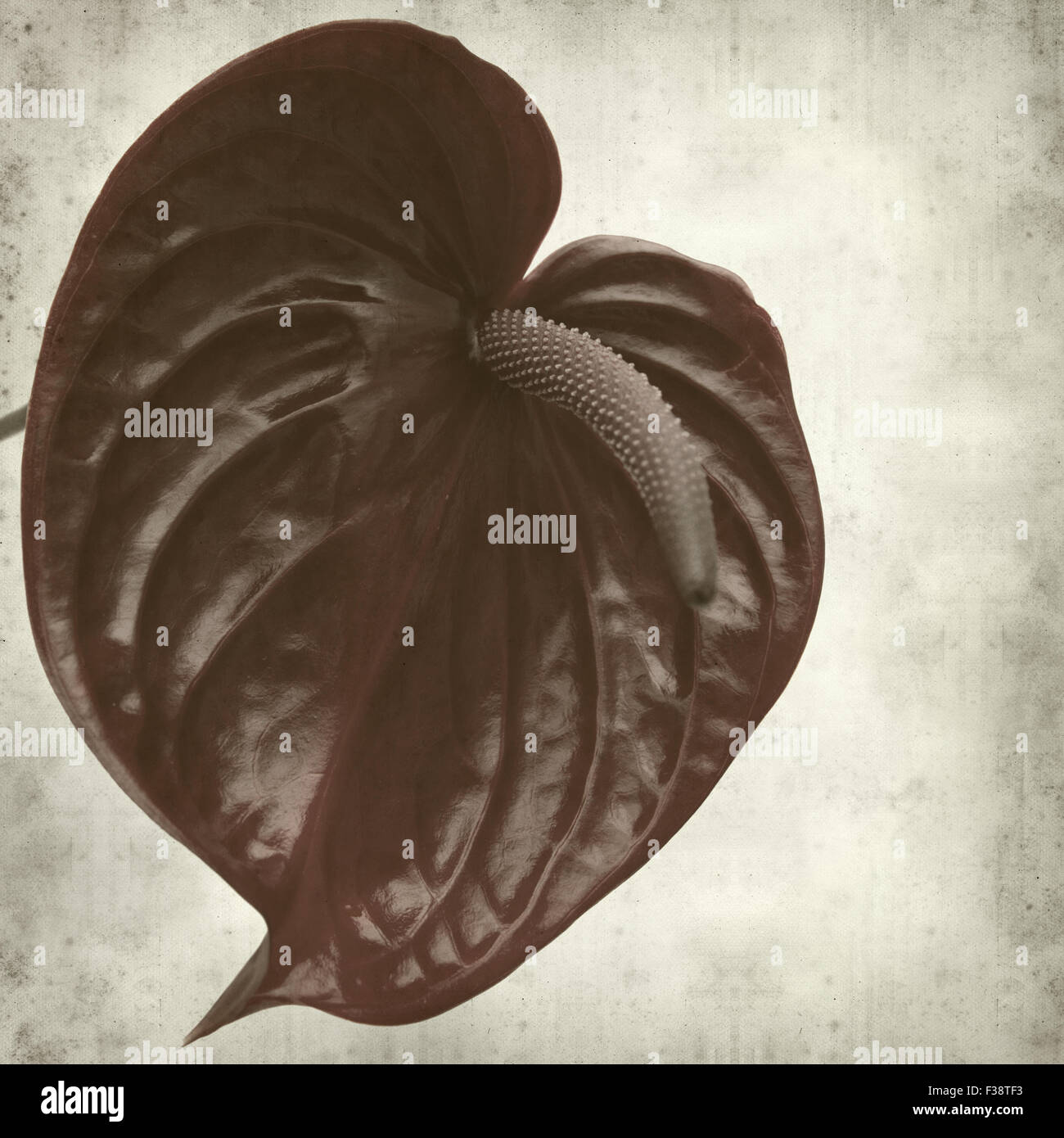 textured old paper background with dark red anthurium Stock Photo - Alamy