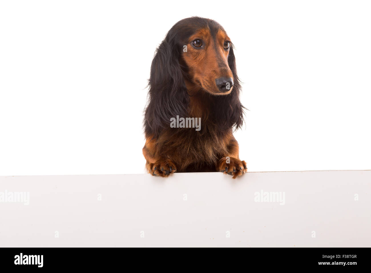Funny Teckel Dachshund puppy over a white banner, isolated Stock Photo ...