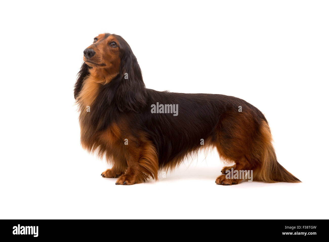 Studio shot of a beautiful long hair teckel (dachshund Stock Photo - Alamy
