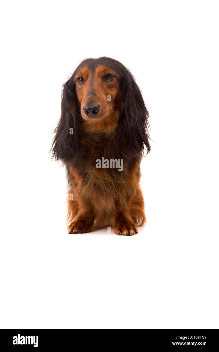 Studio shot of a beautiful long hair teckel (dachshund Stock Photo - Alamy