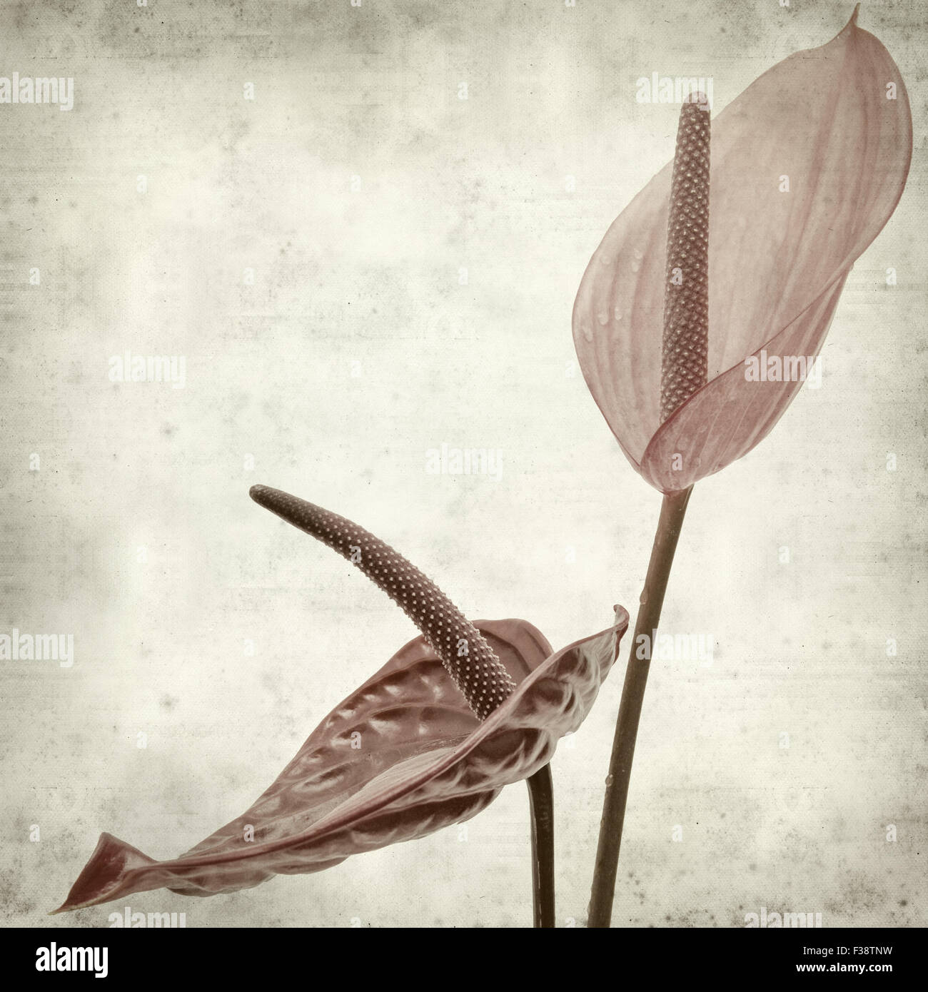textured old paper background with exotic anthurium flower Stock Photo ...