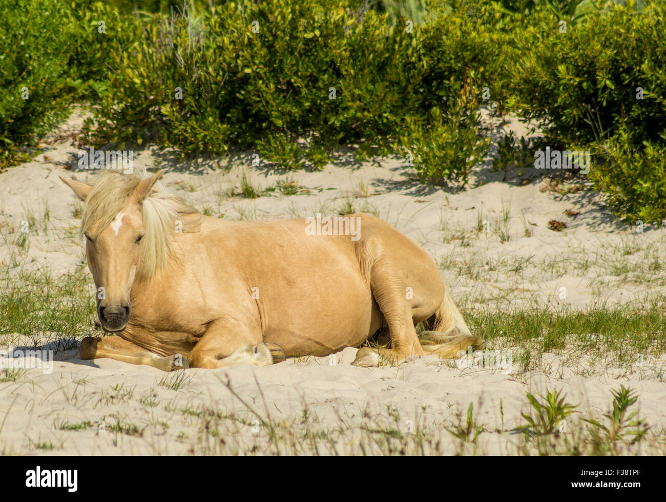 Wild mare resting in mid day sun Stock Photo - Alamy
