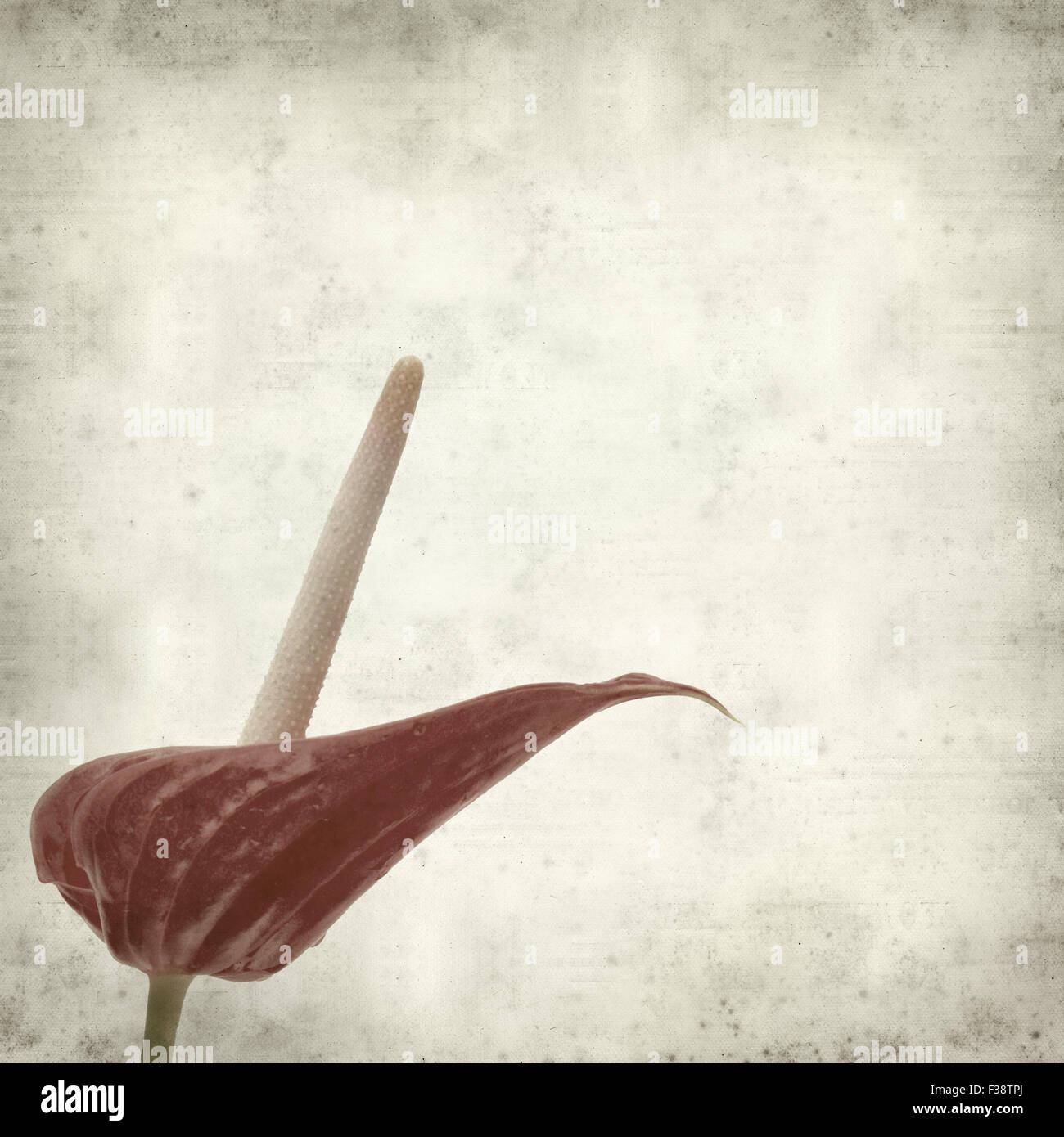 textured old paper background with exotic anthurium flower Stock Photo ...