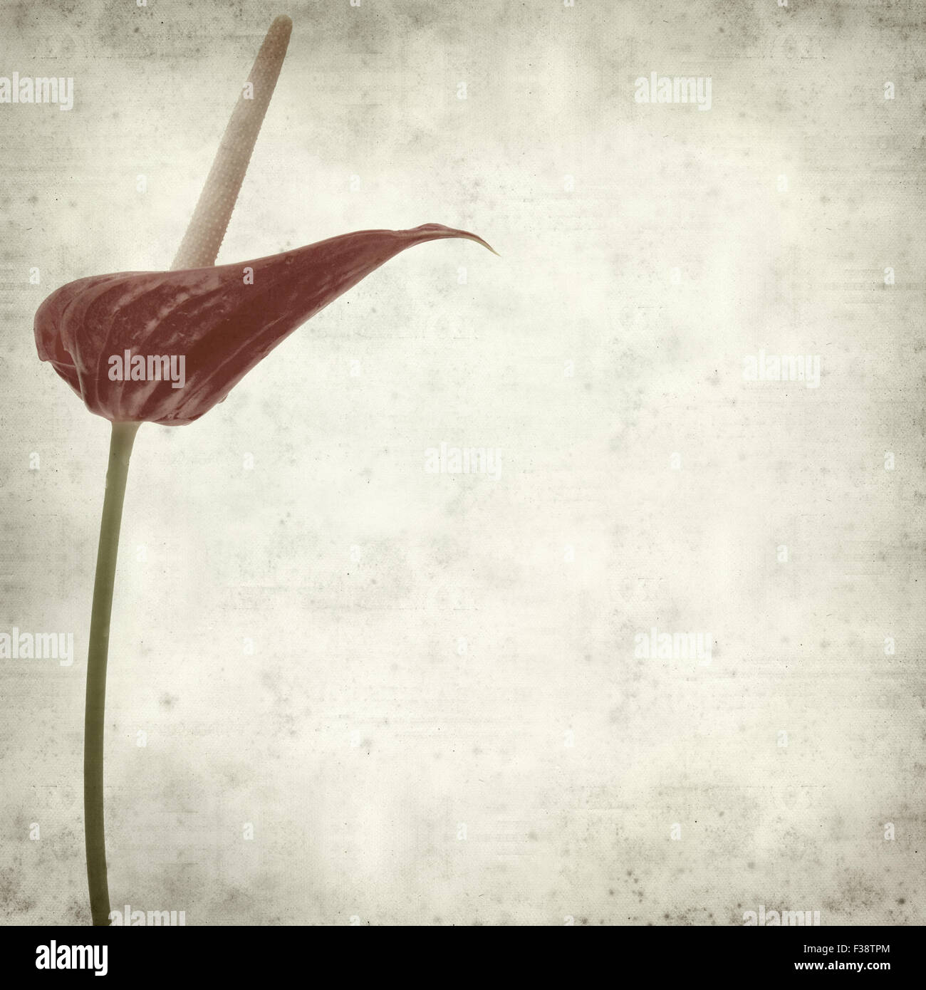 textured old paper background with exotic anthurium flower Stock Photo ...