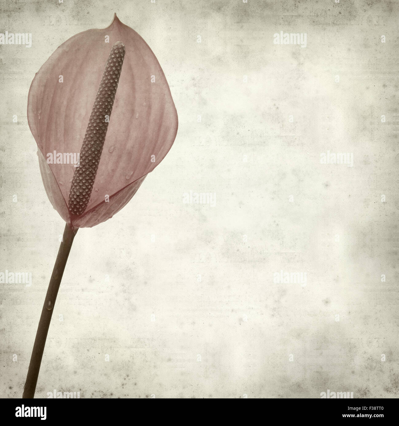 textured old paper background with exotic anthurium flower Stock Photo ...