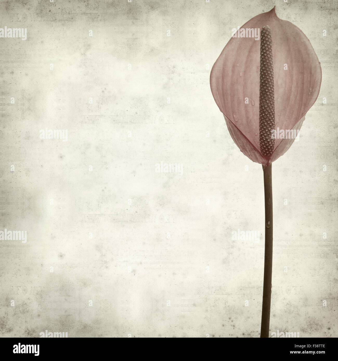 textured old paper background with exotic anthurium flower Stock Photo ...