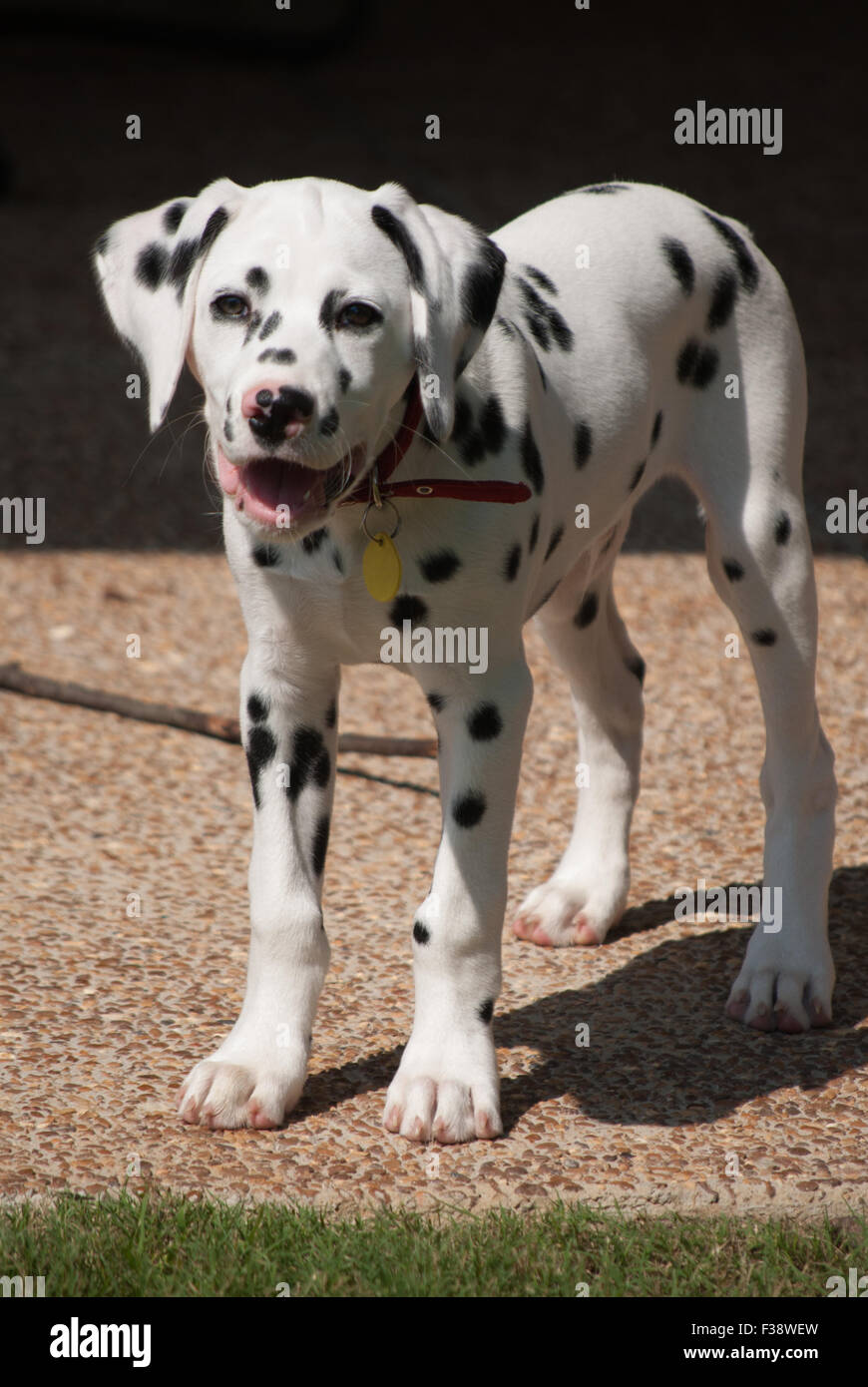Newborn Dalmatian