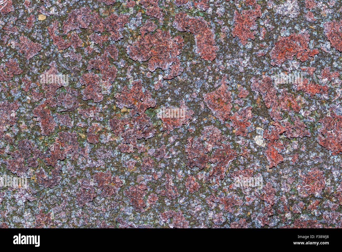 Lichen texture hi-res stock photography and images - Alamy