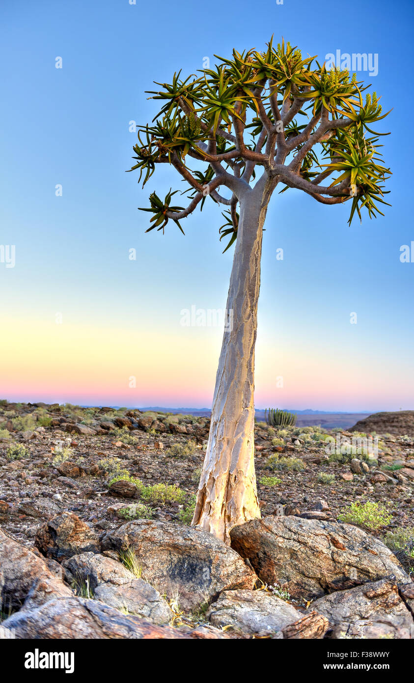 Quiver Tree around the Fish River Canyon, Namibia Stock Photo - Alamy