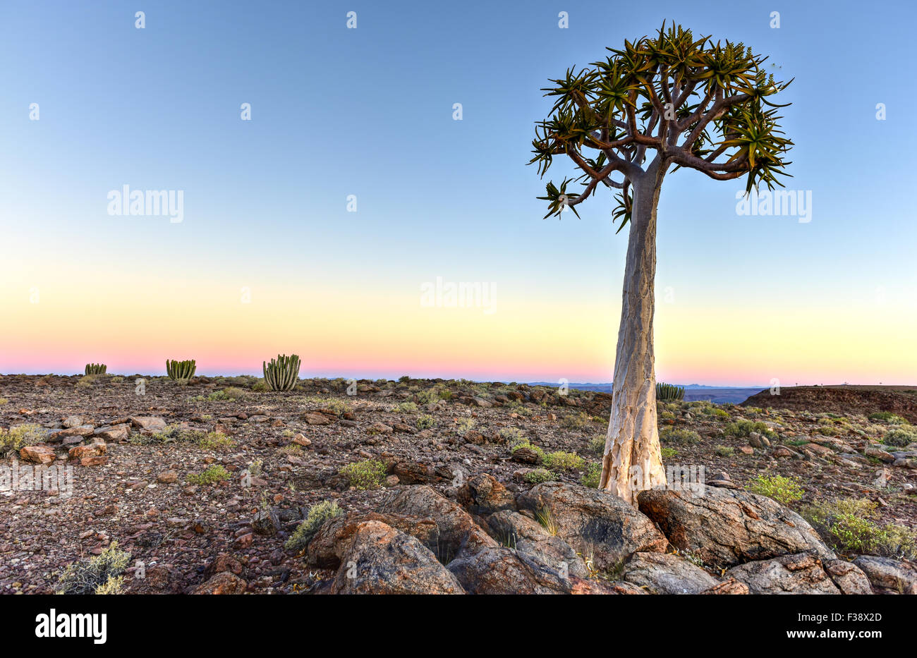 Quiver Tree around the Fish River Canyon, Namibia Stock Photo - Alamy