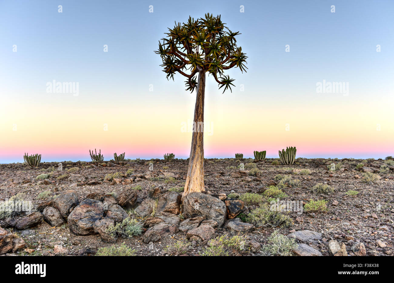 Quiver Tree around the Fish River Canyon, Namibia Stock Photo - Alamy