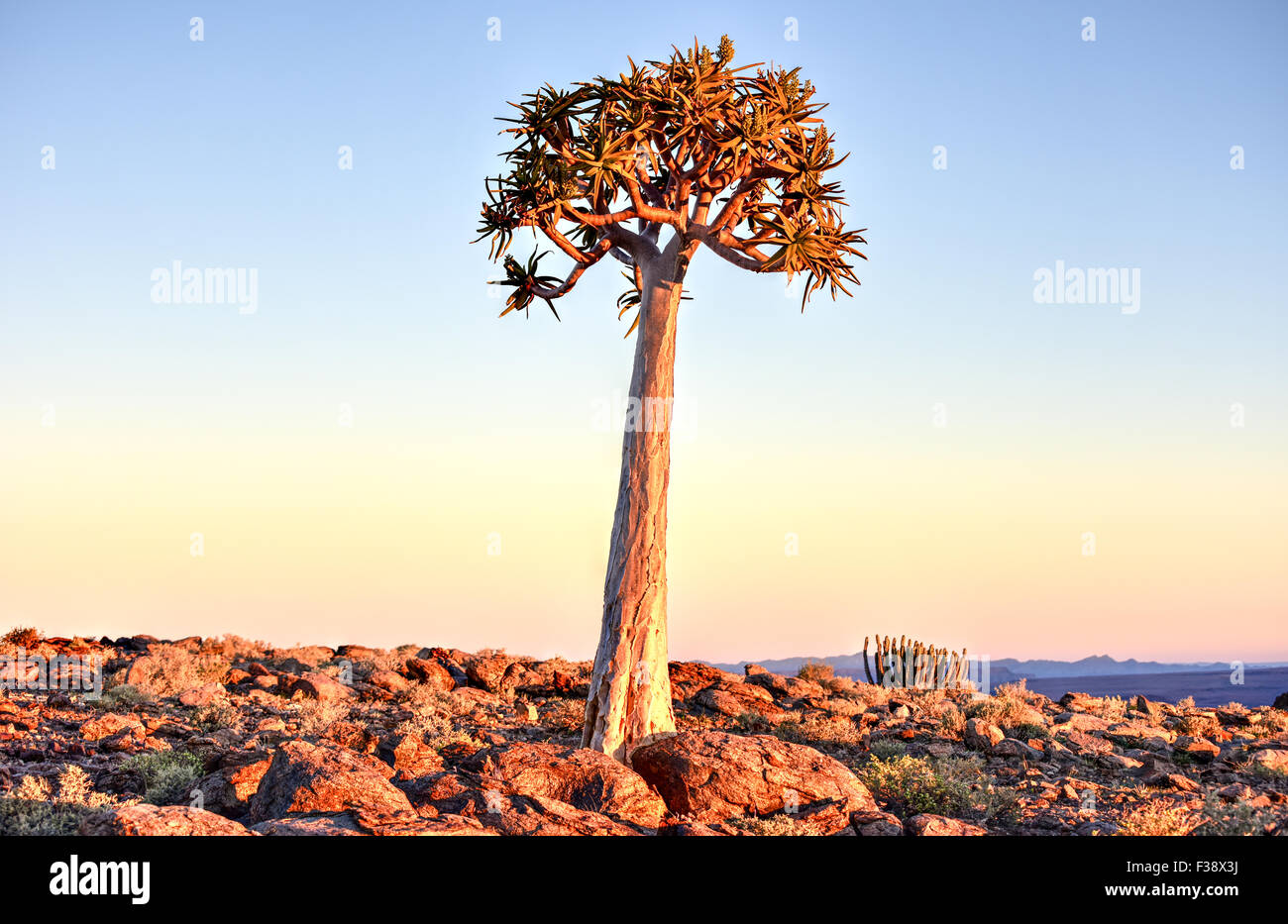 Quiver Tree around the Fish River Canyon, Namibia Stock Photo - Alamy