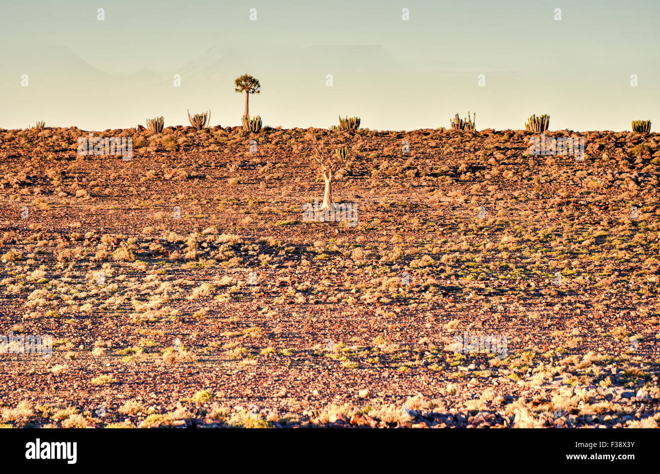 Quiver Trees surrounding the Fish River Canyon, Namibia Stock Photo - Alamy