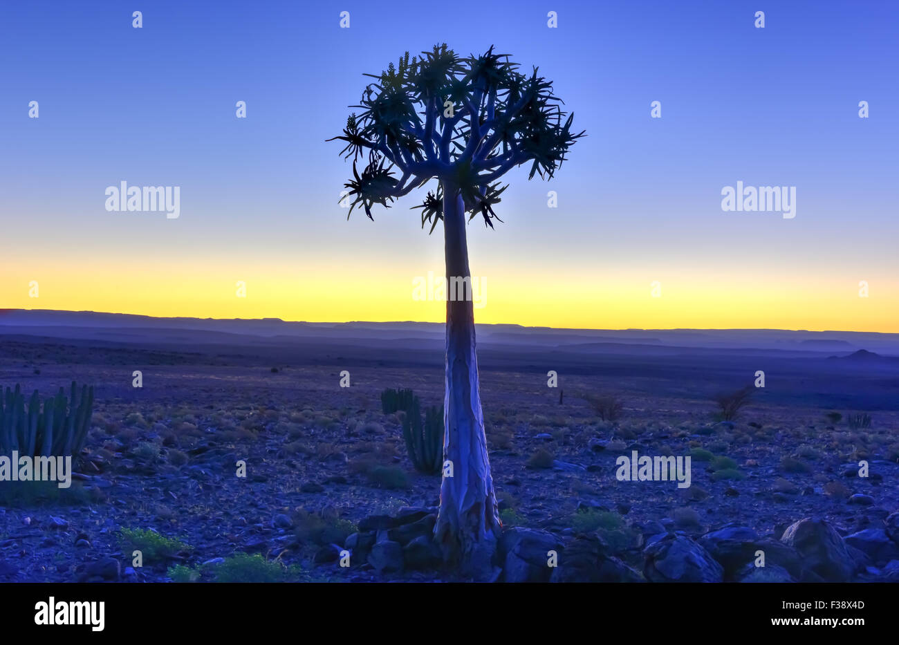 Quiver Tree around the Fish River Canyon, Namibia Stock Photo - Alamy
