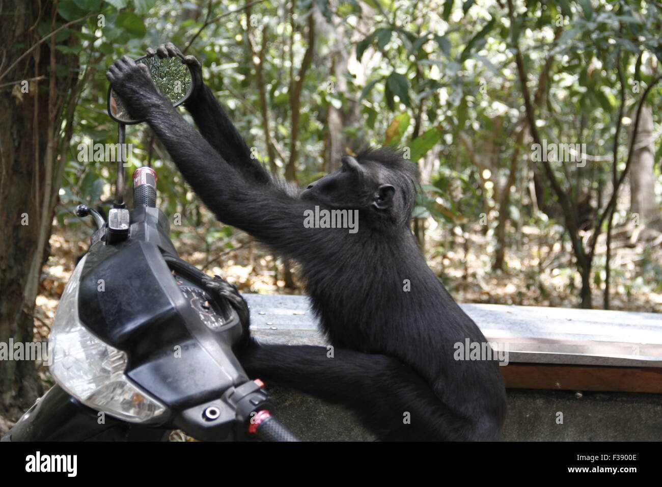 Bitung, Indonesia. 25th Sep, 2015. A Sulawesi black monkey (Macaca ...