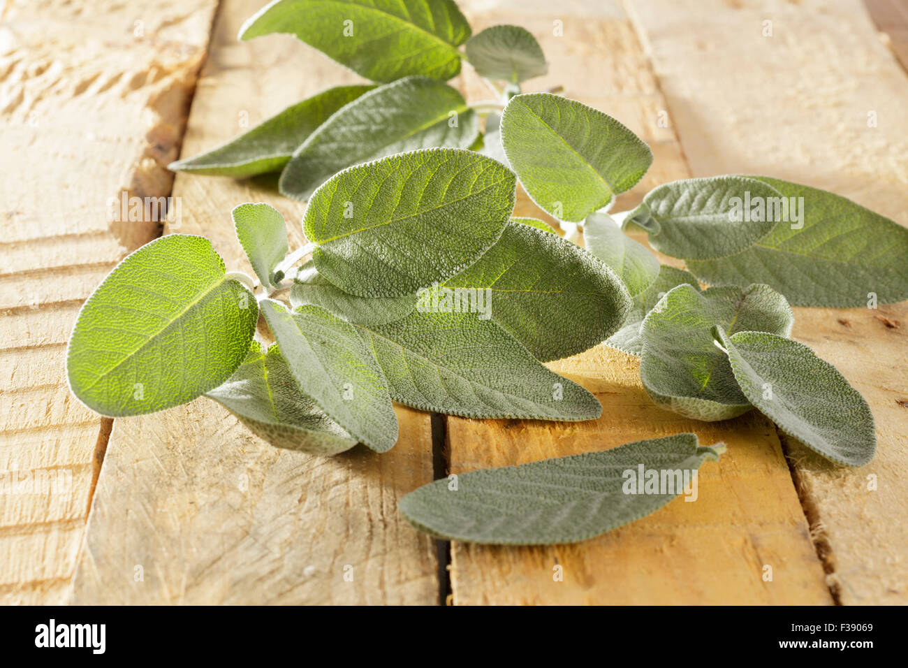 Fresh sage hi-res stock photography and images - Alamy