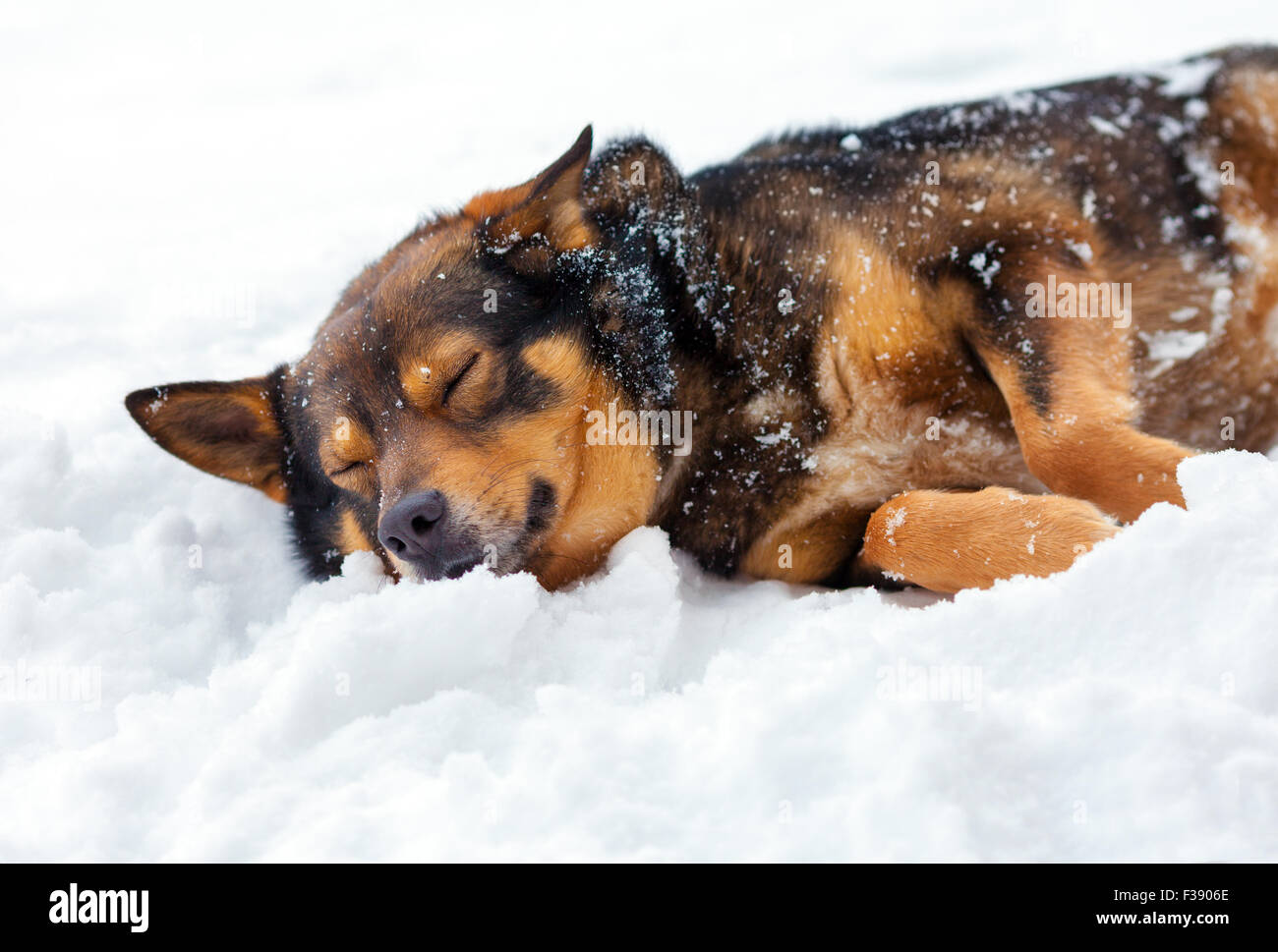 Dog resting in the snow Stock Photo - Alamy
