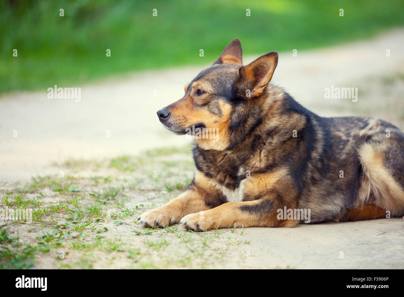 Dog sitting beside the road in the countryside Stock Photo - Alamy