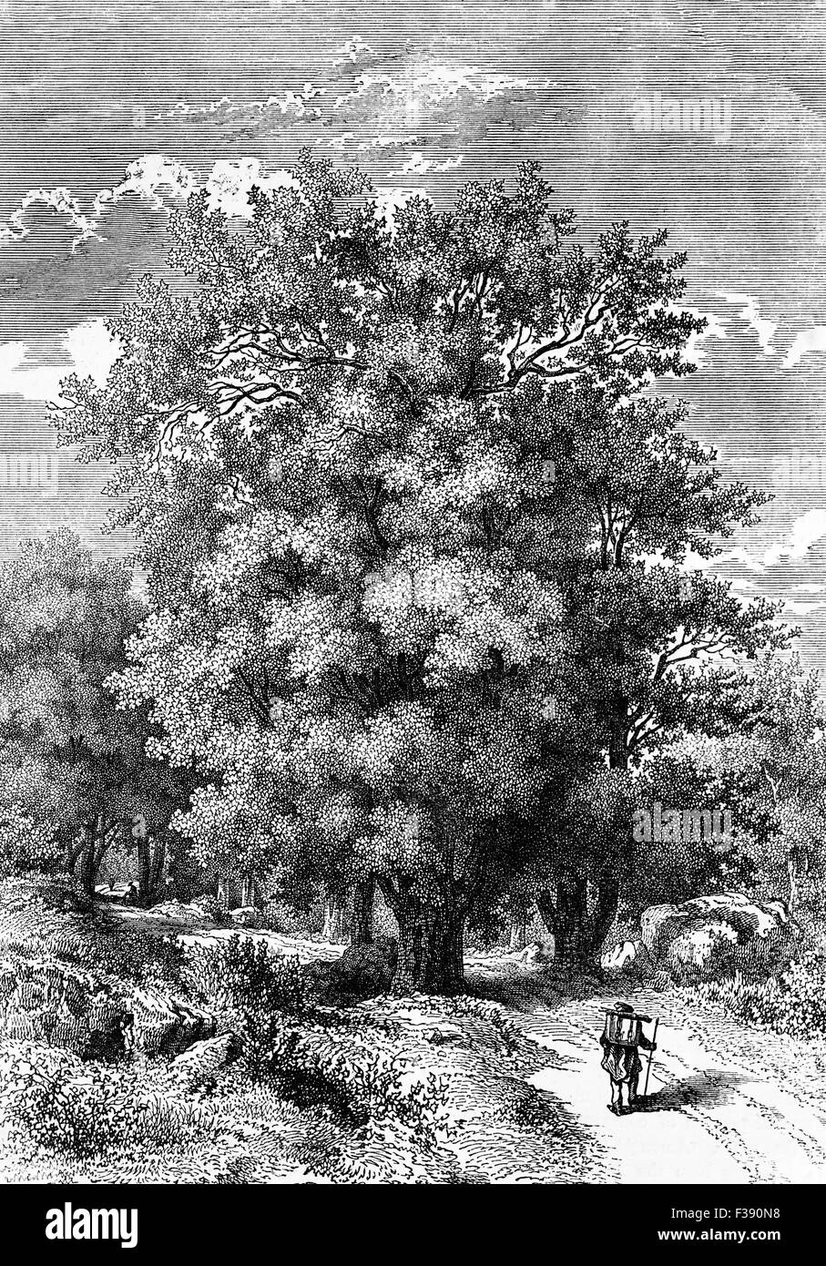 Oak tree drawing hi-res stock photography and images - Alamy