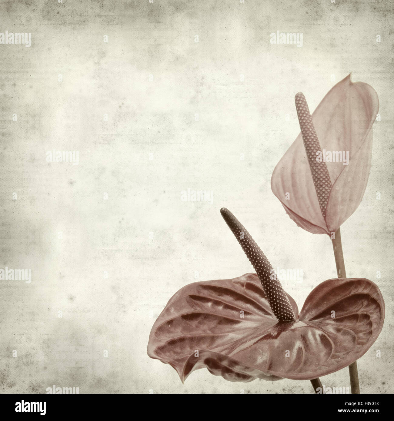 textured old paper background with exotic anthurium flower Stock Photo ...