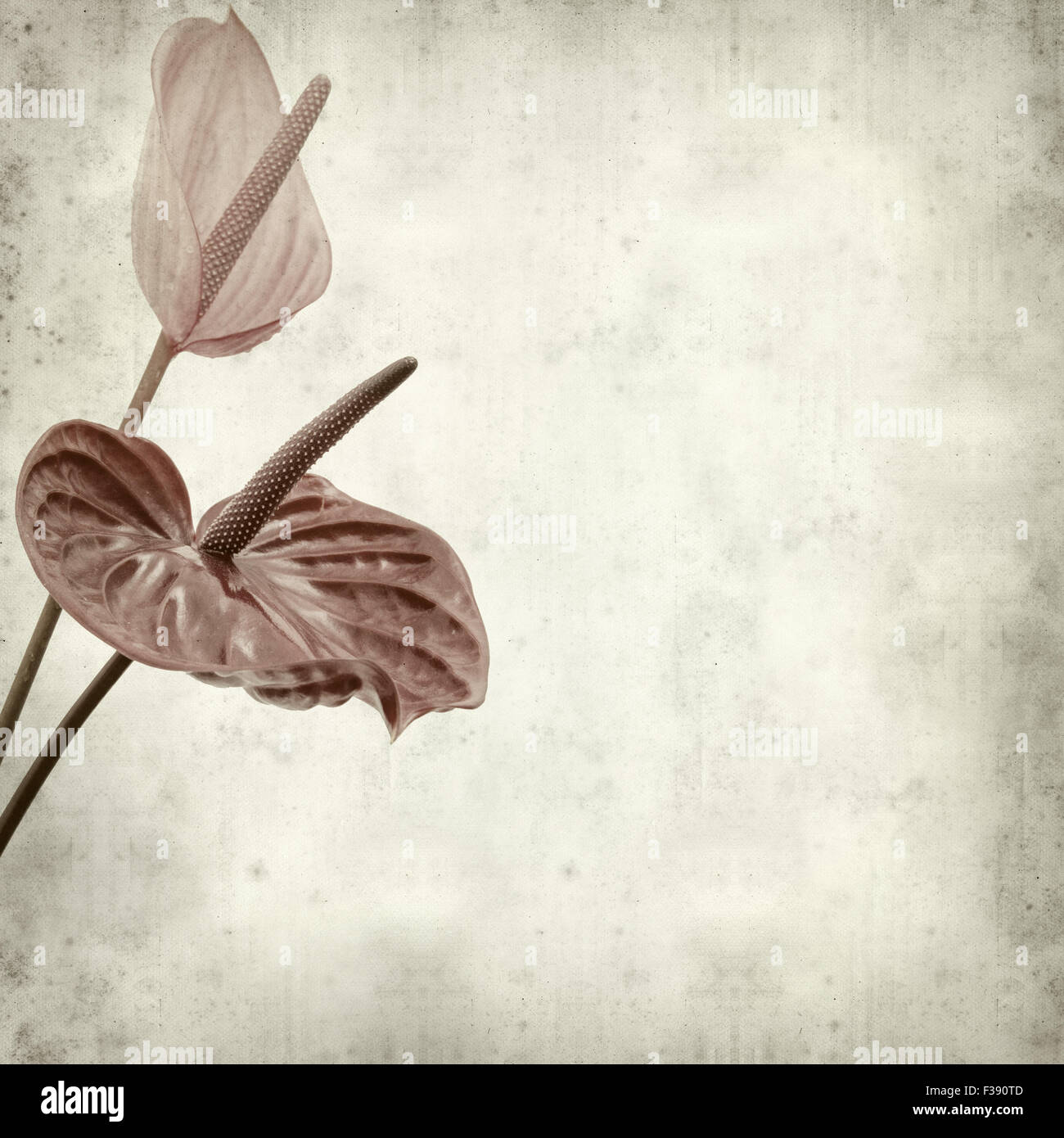 textured old paper background with exotic anthurium flower Stock Photo ...
