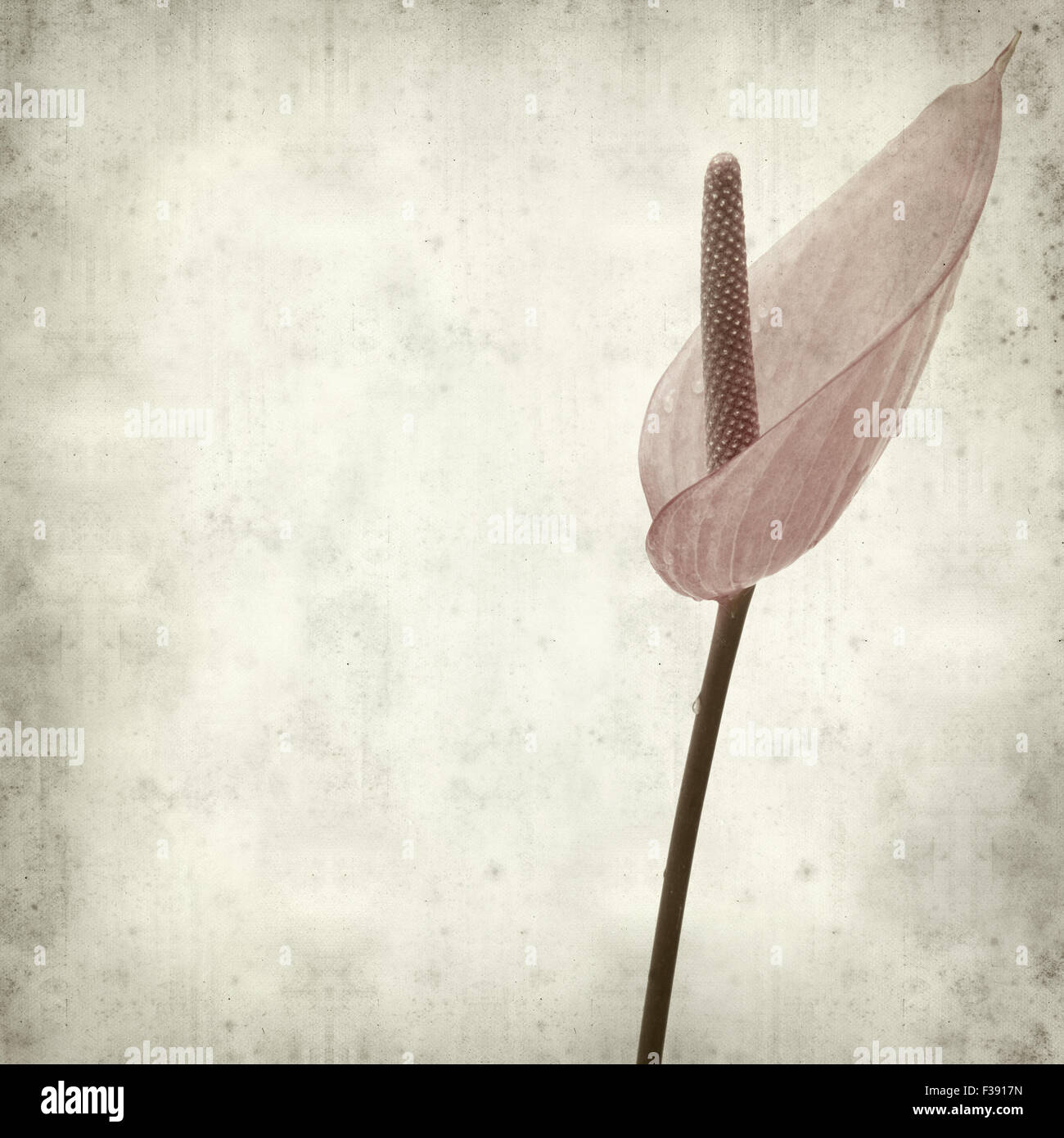textured old paper background with exotic anthurium flower Stock Photo ...