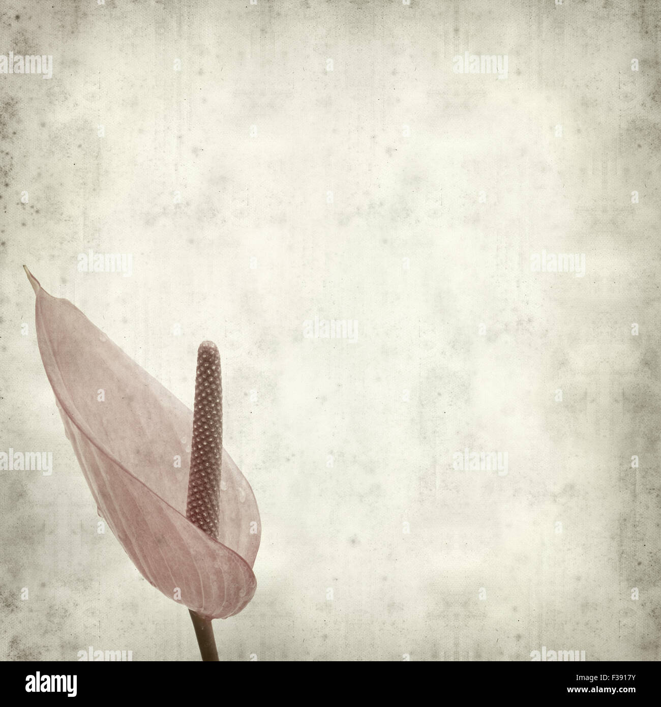textured old paper background with exotic anthurium flower Stock Photo ...