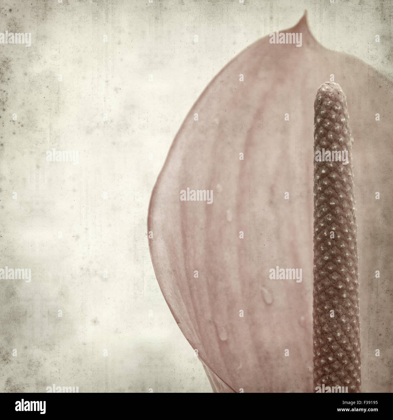 textured old paper background with exotic anthurium flower Stock Photo ...