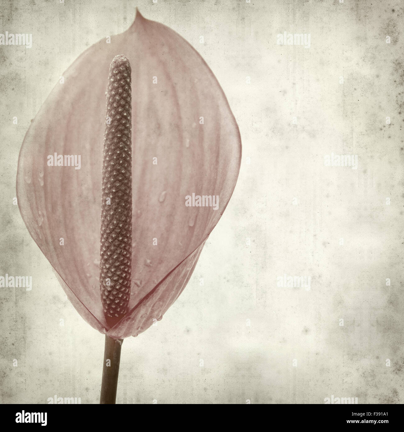 textured old paper background with exotic anthurium flower Stock Photo ...
