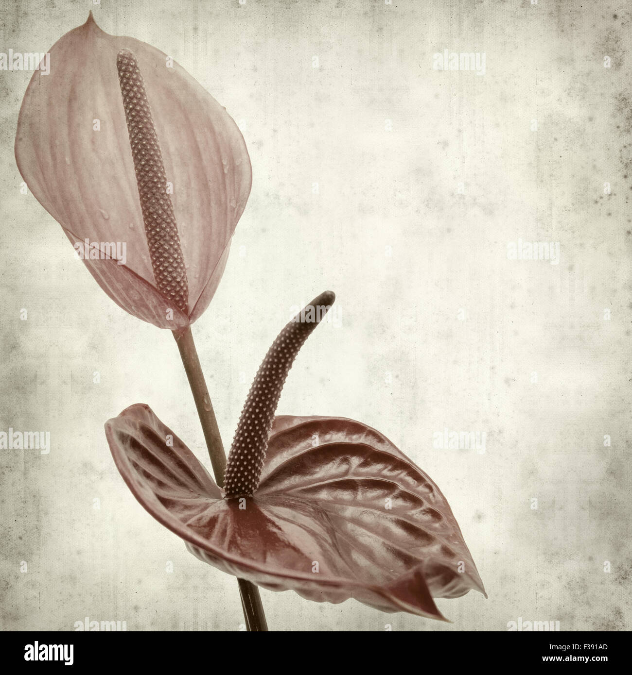 textured old paper background with exotic anthurium flower Stock Photo ...