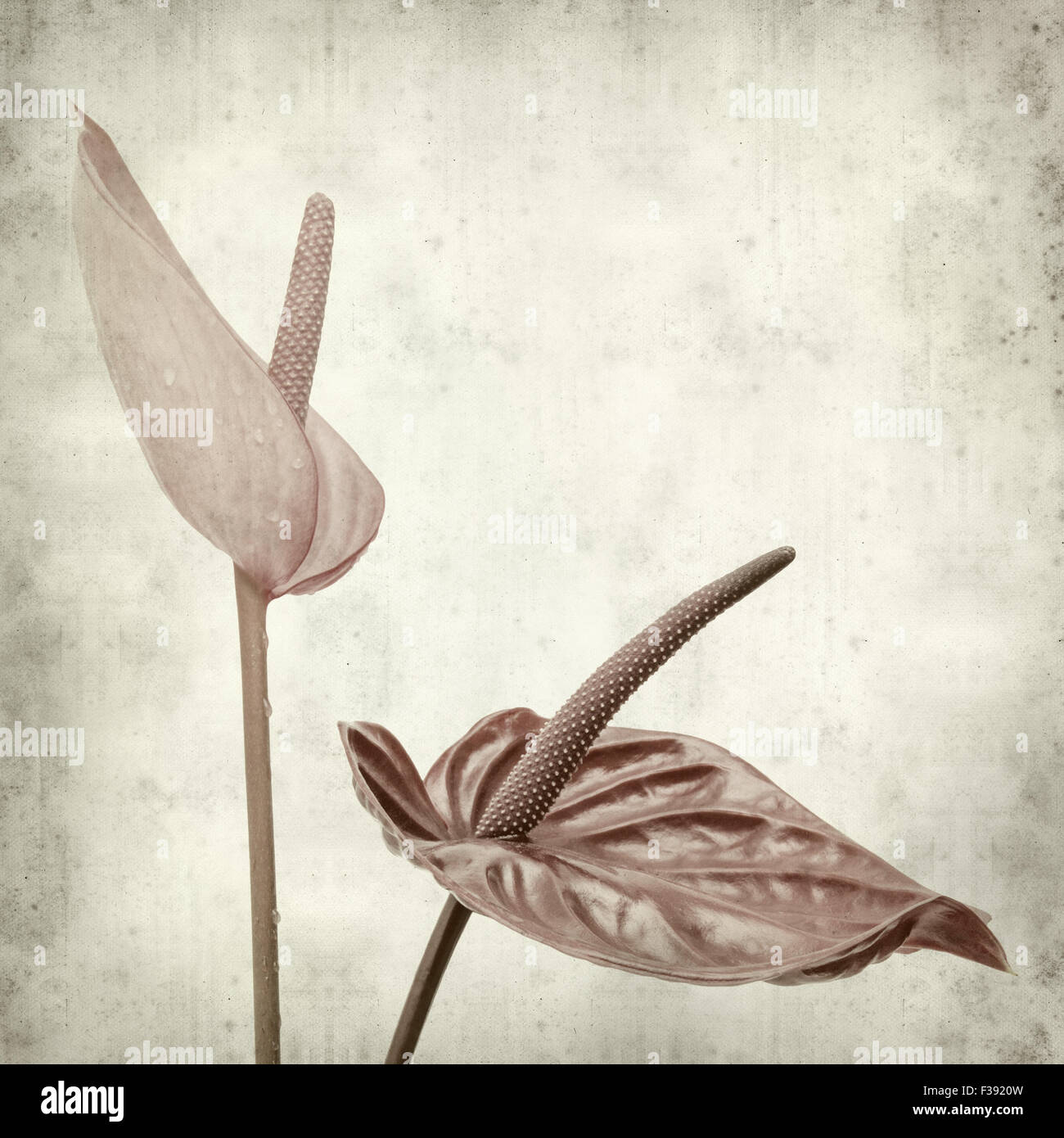 textured old paper background with exotic anthurium flower Stock Photo ...