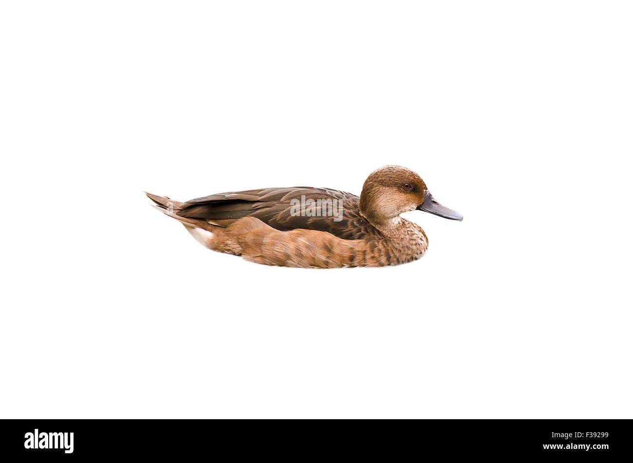 duck isolated on the white Stock Photo - Alamy