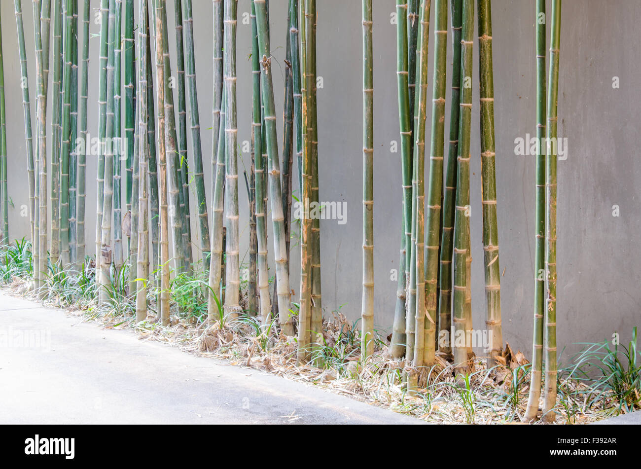 Green bamboo together inside the walls Stock Photo - Alamy