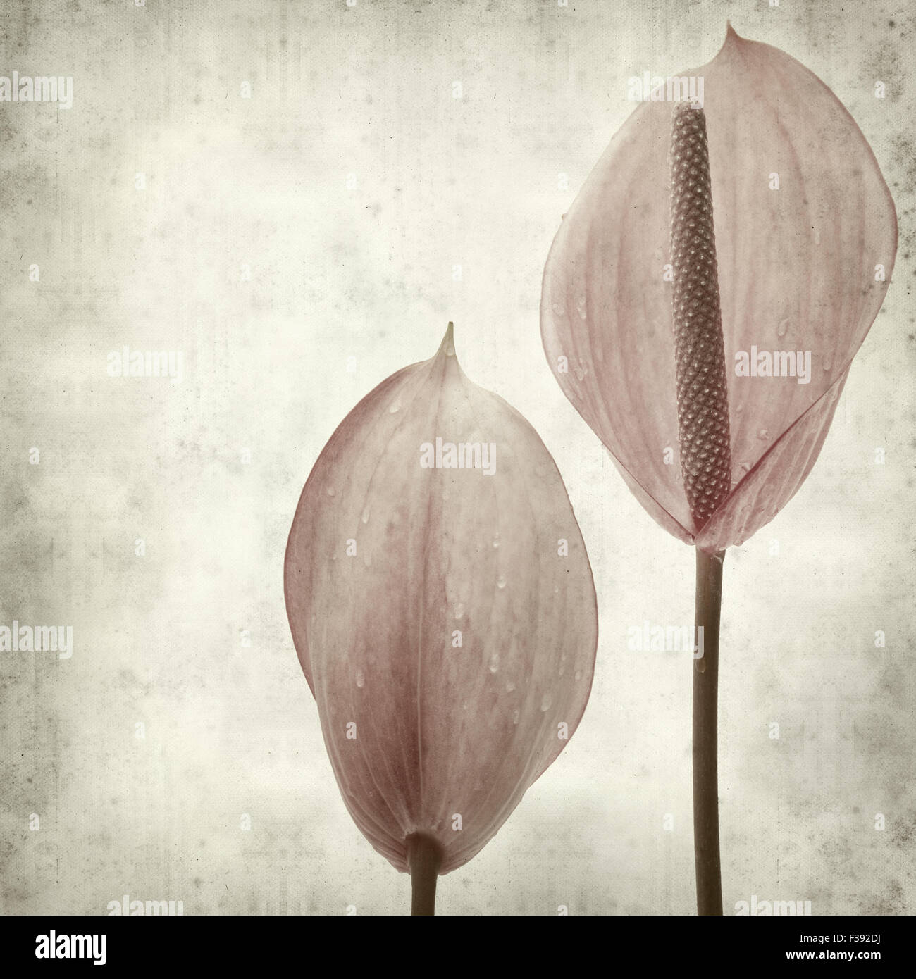 textured old paper background with exotic anthurium flower Stock Photo ...