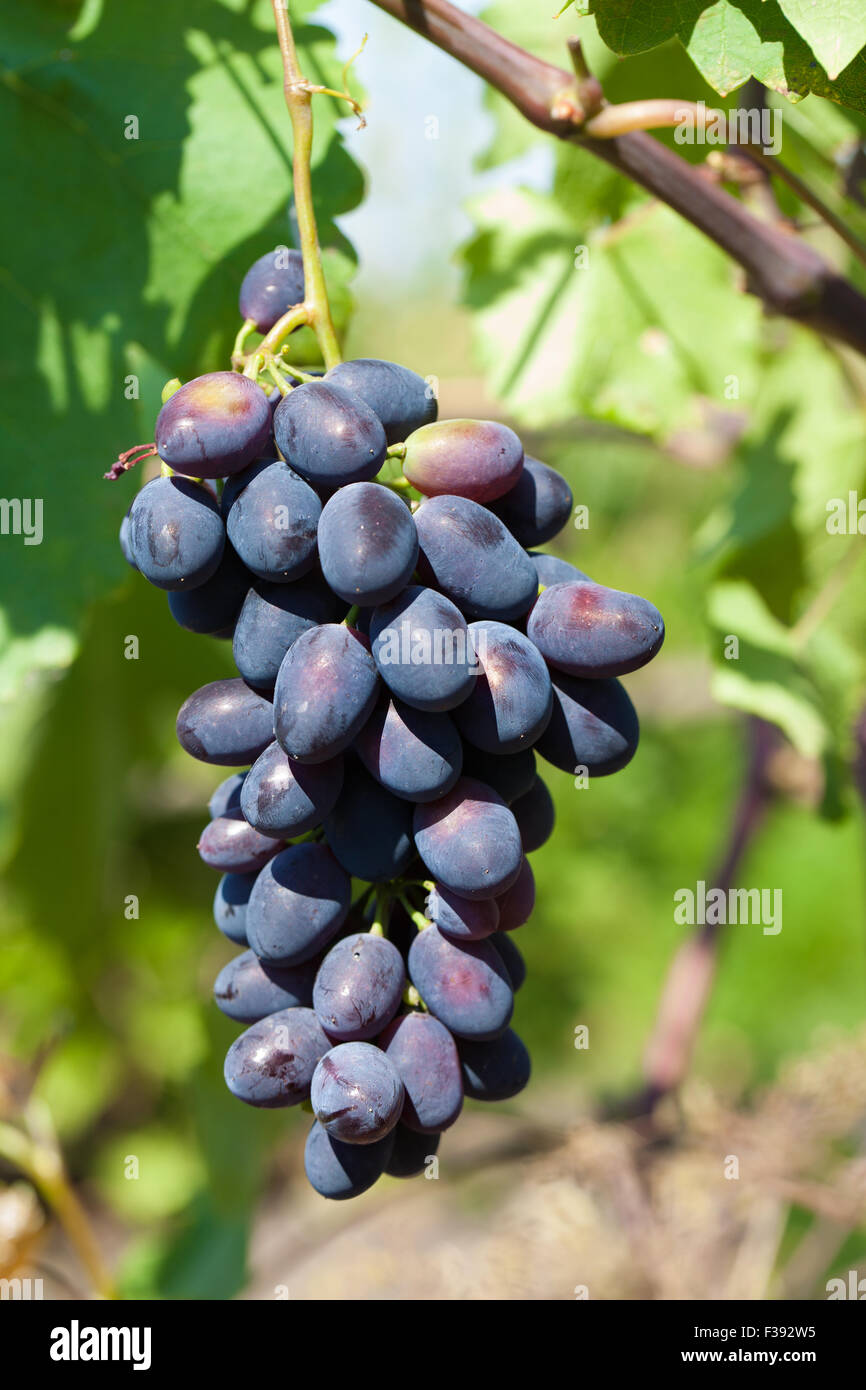 Mature grape vines hi-res stock photography and images - Alamy