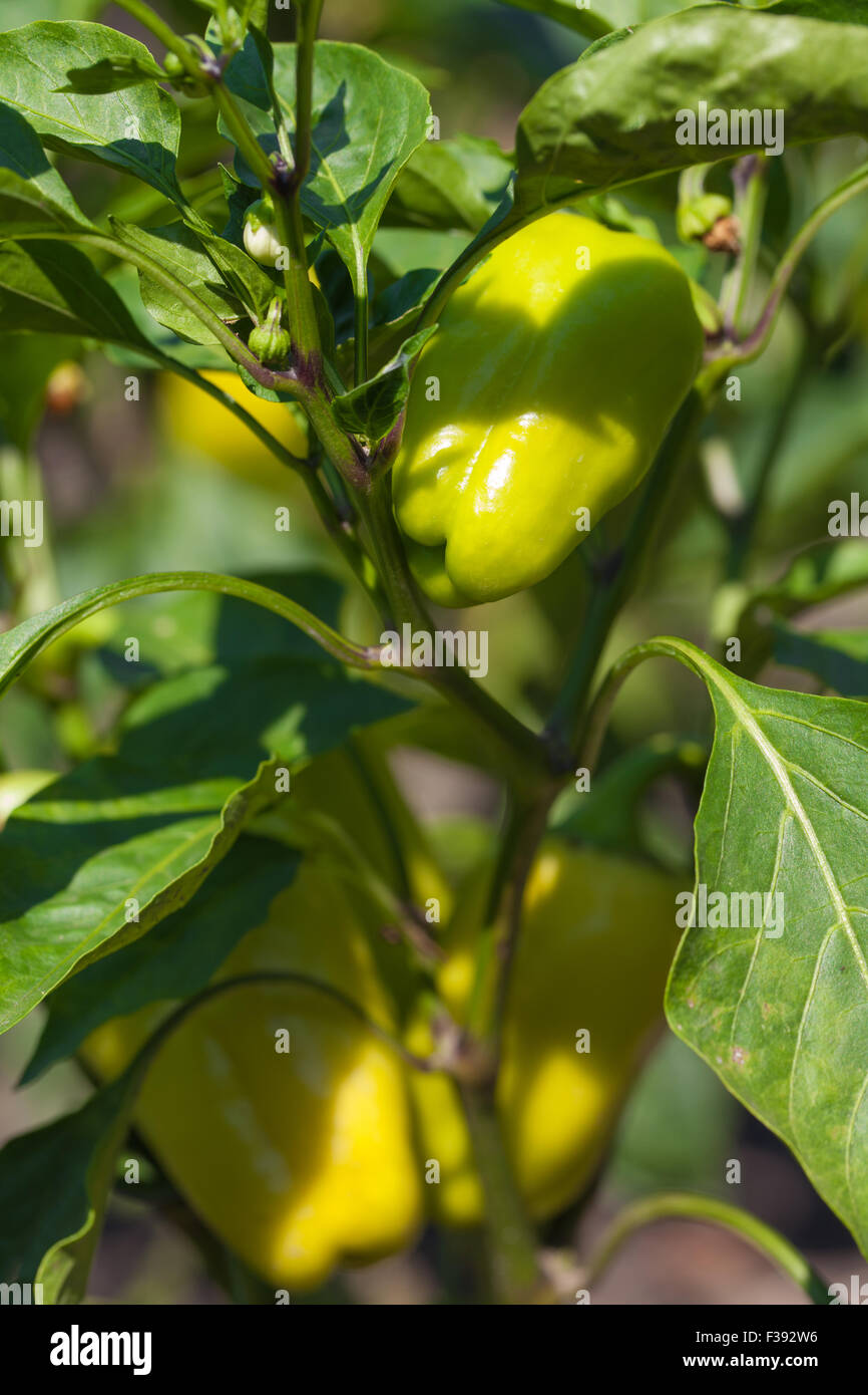 natural sweet peppers growing in the garden Stock Photo - Alamy