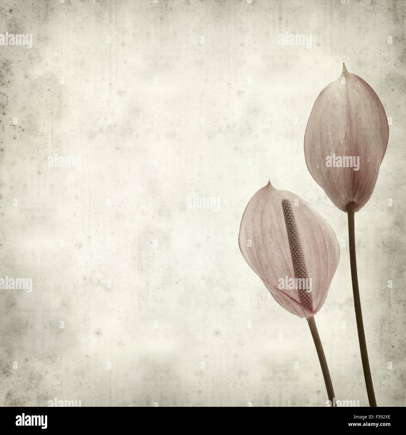 textured old paper background with exotic anthurium flower Stock Photo ...