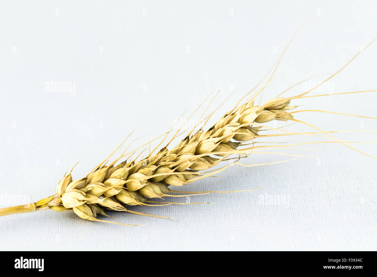 ear of wheat Stock Photo - Alamy