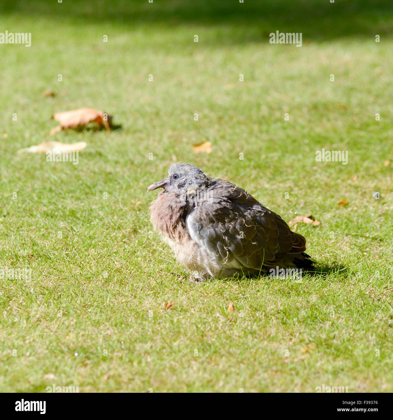 Young pigeon hi-res stock photography and images - Alamy