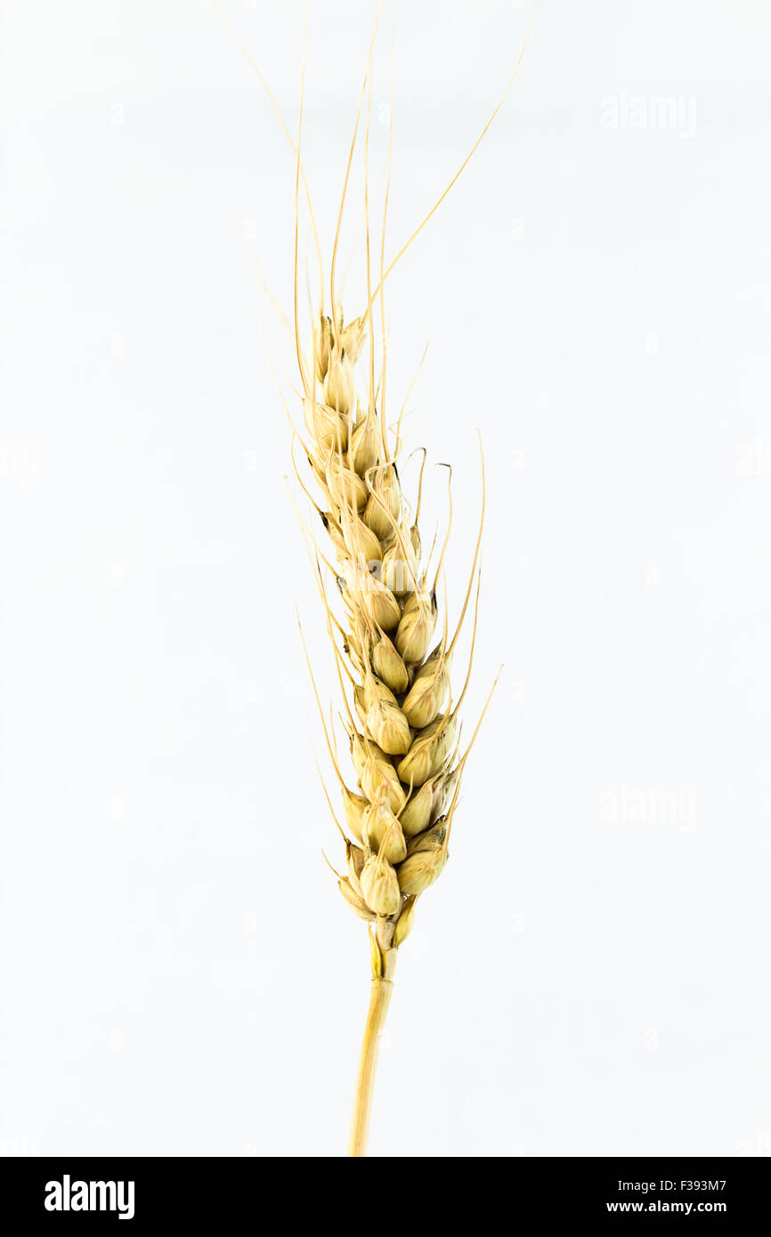 Ear of wheat closeup hi-res stock photography and images - Alamy