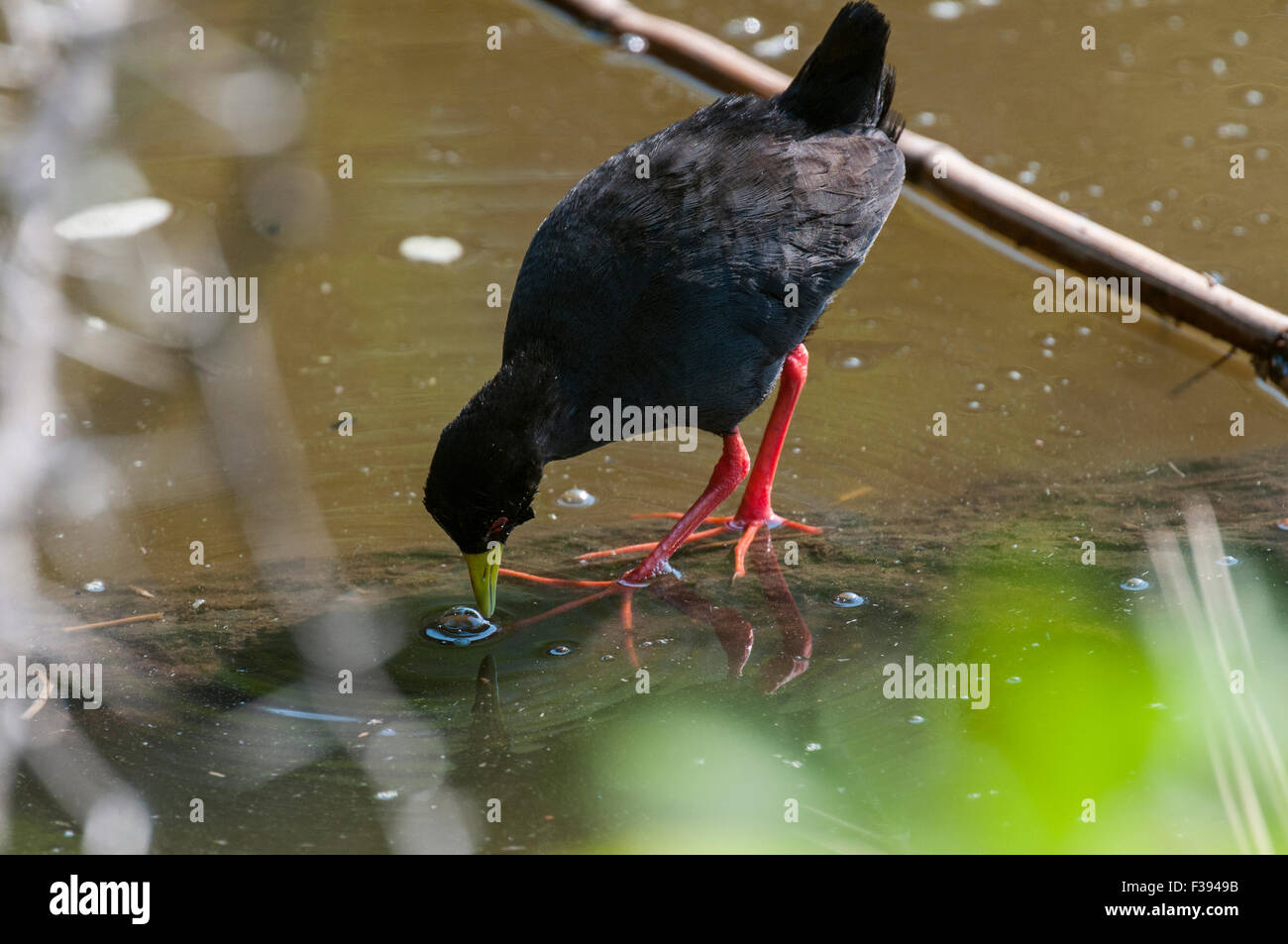 Black crake feeding Stock Photo - Alamy