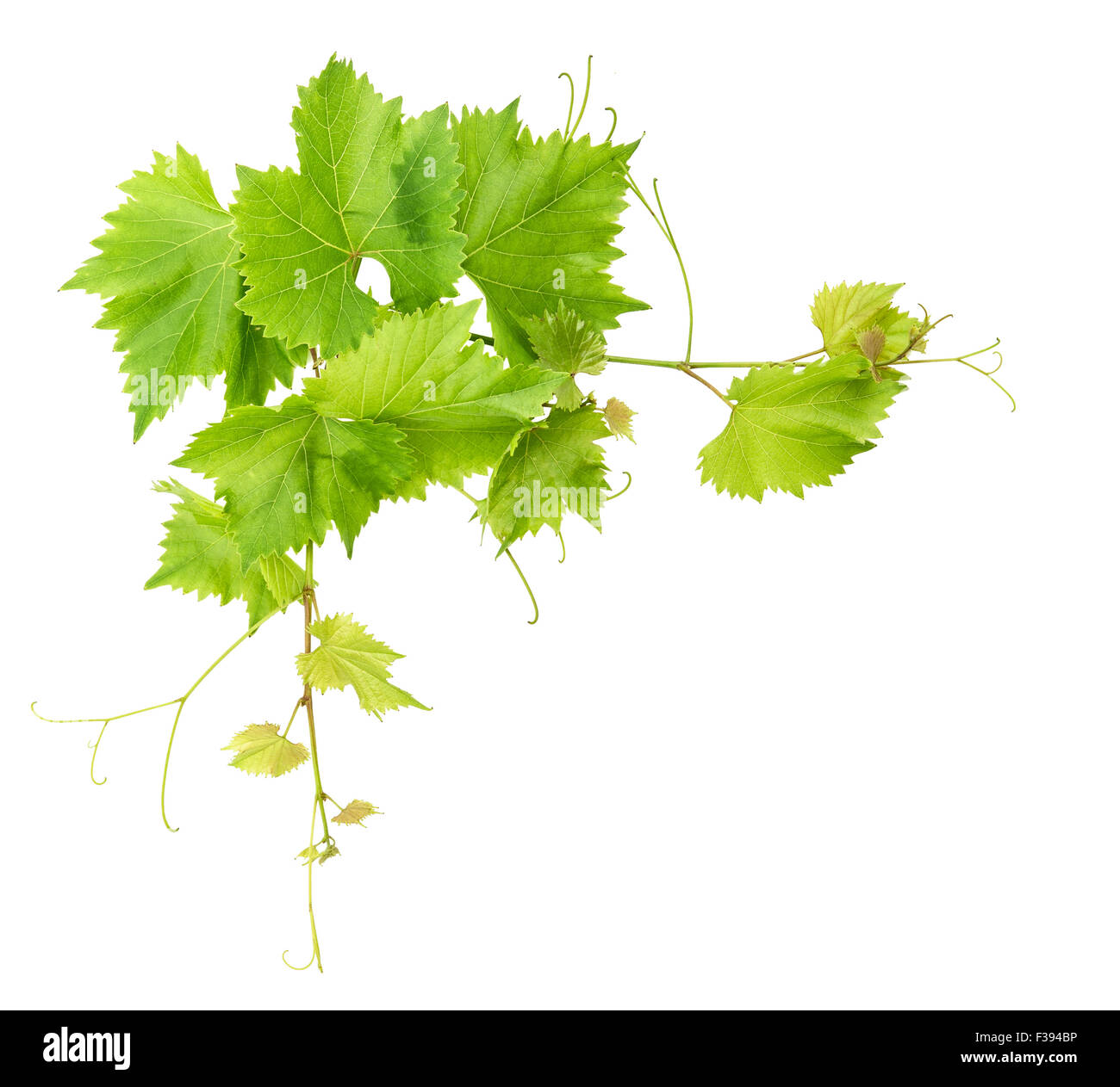 Grape green hi-res stock photography and images - Alamy