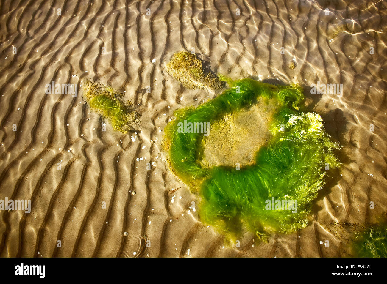 Sea bottom texture Stock Photo - Alamy