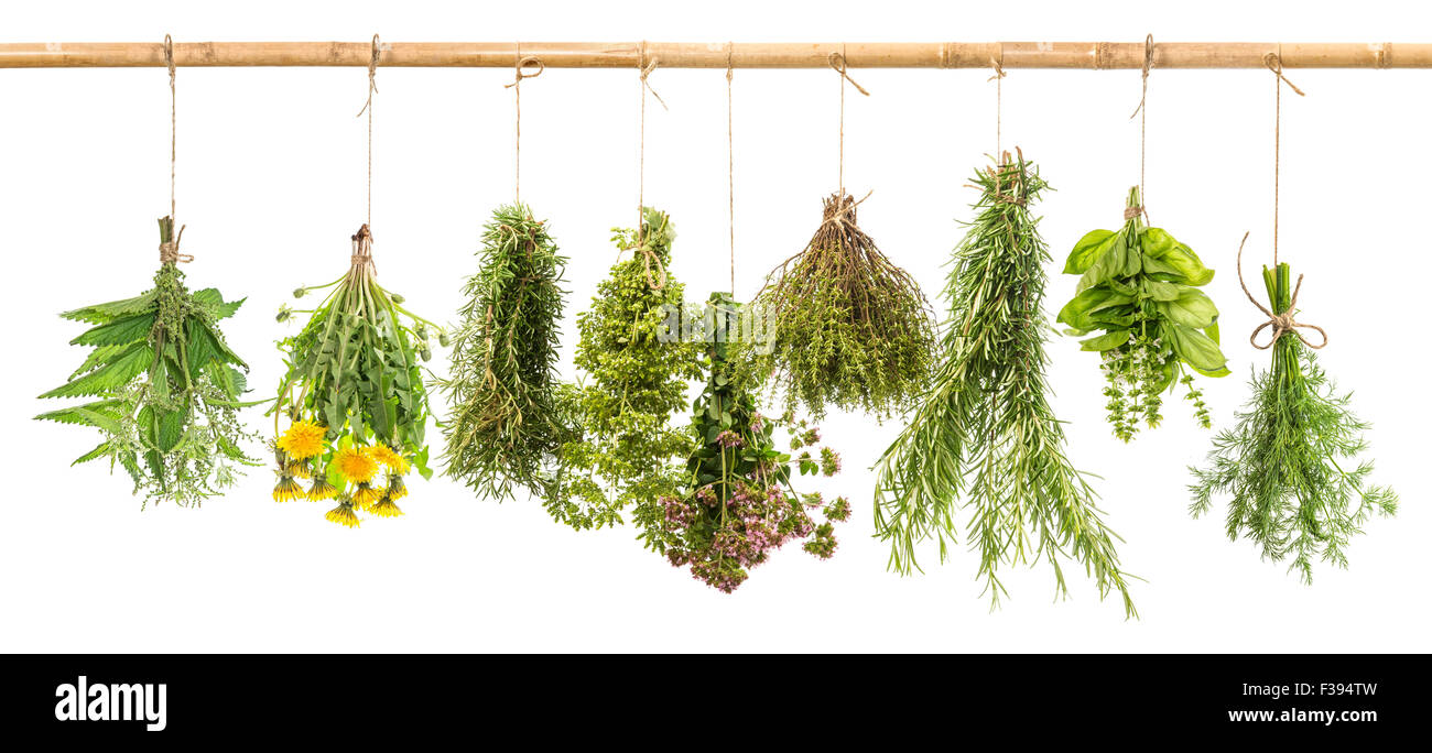 Fresh herbs isolated on white background. Hanging bunches of dill ...