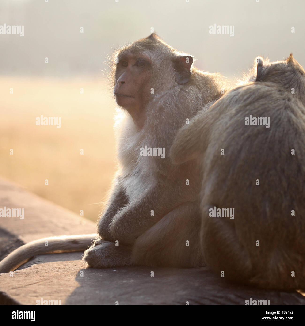 Long-tailed Macaque Monkey grooming on ancient ruins of Angkor Wat ...