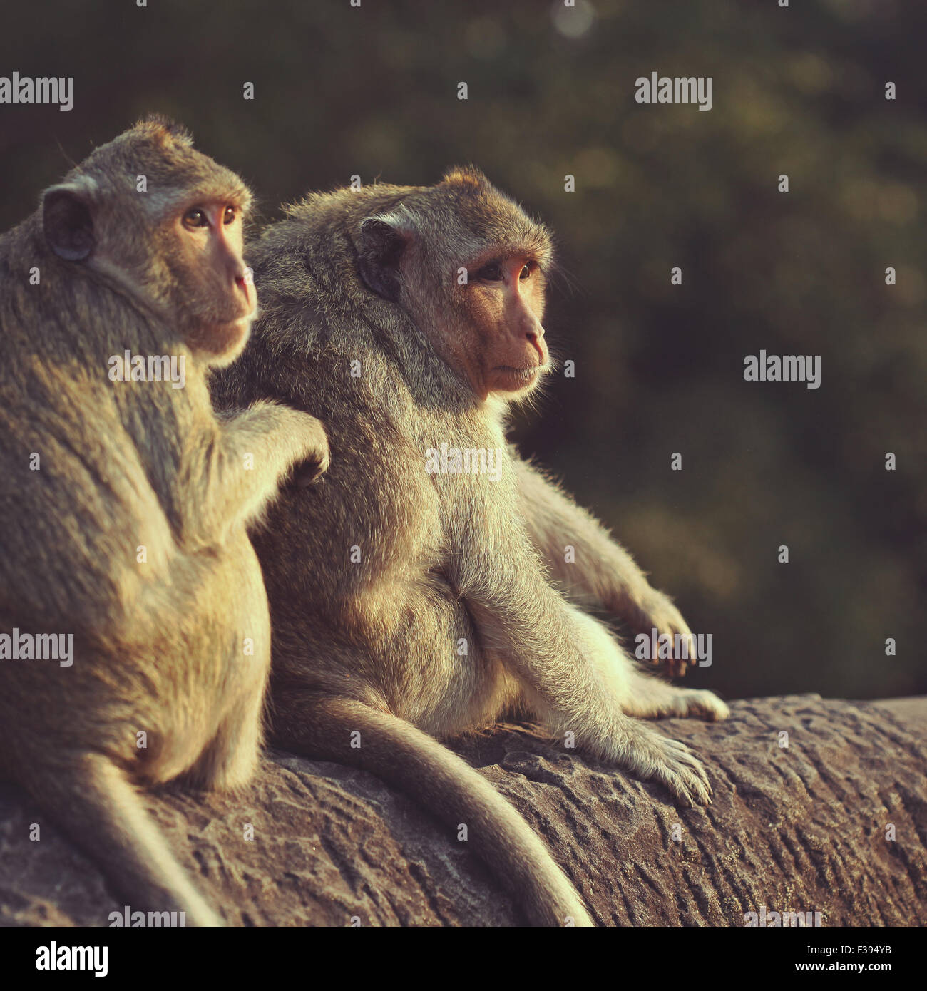 Long-tailed Macaque Monkey grooming on ancient ruins of Angkor Wat ...