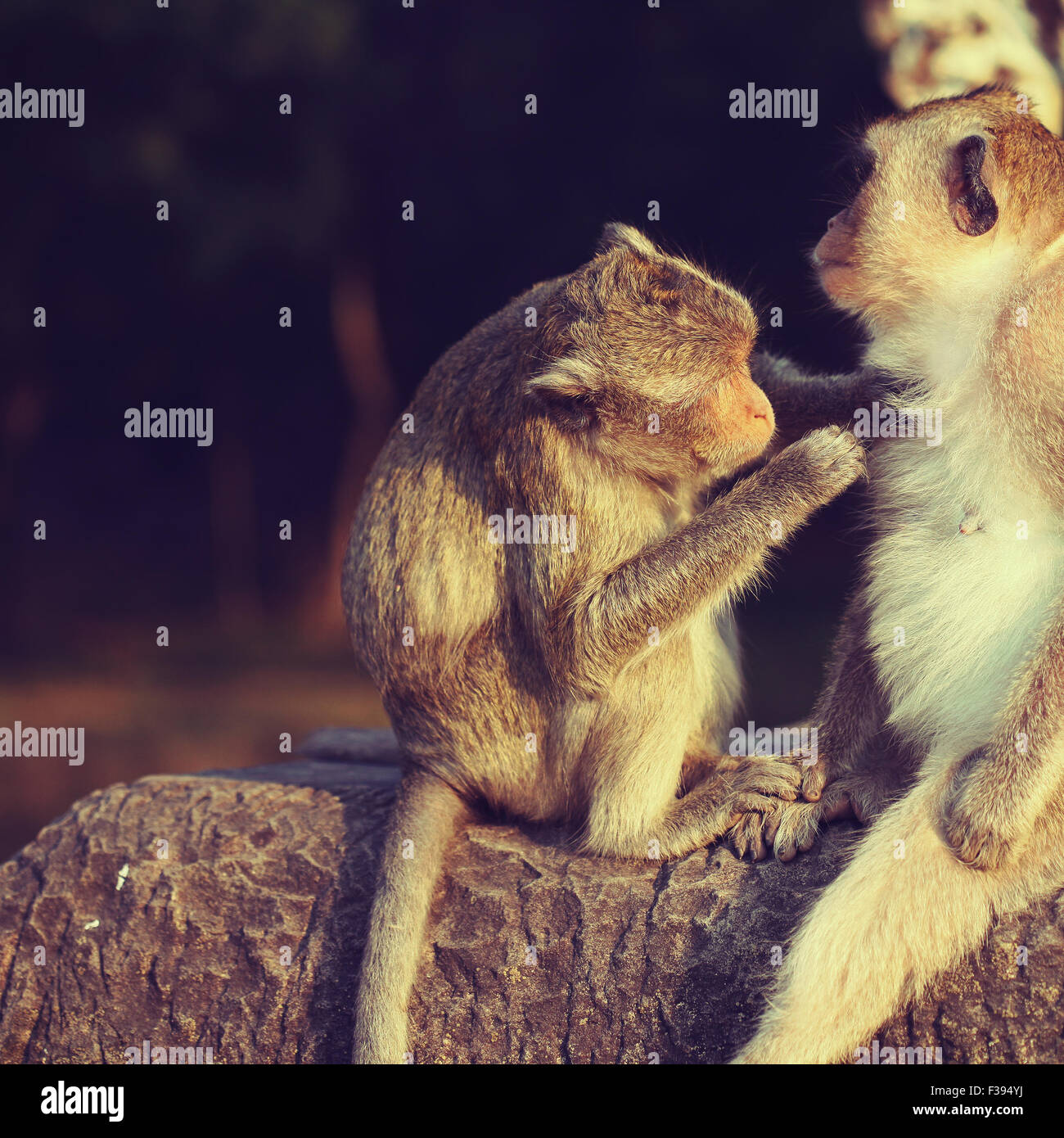 Long-tailed Macaque Monkey grooming on ancient ruins of Angkor Wat ...