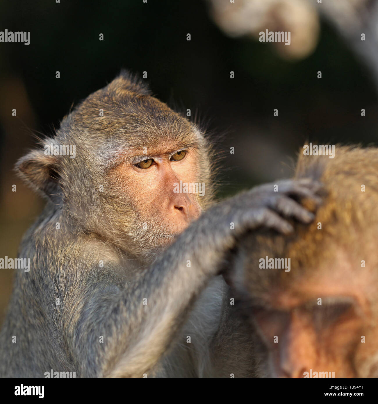 Long-tailed Macaque Monkey grooming on ancient ruins of Angkor Wat ...