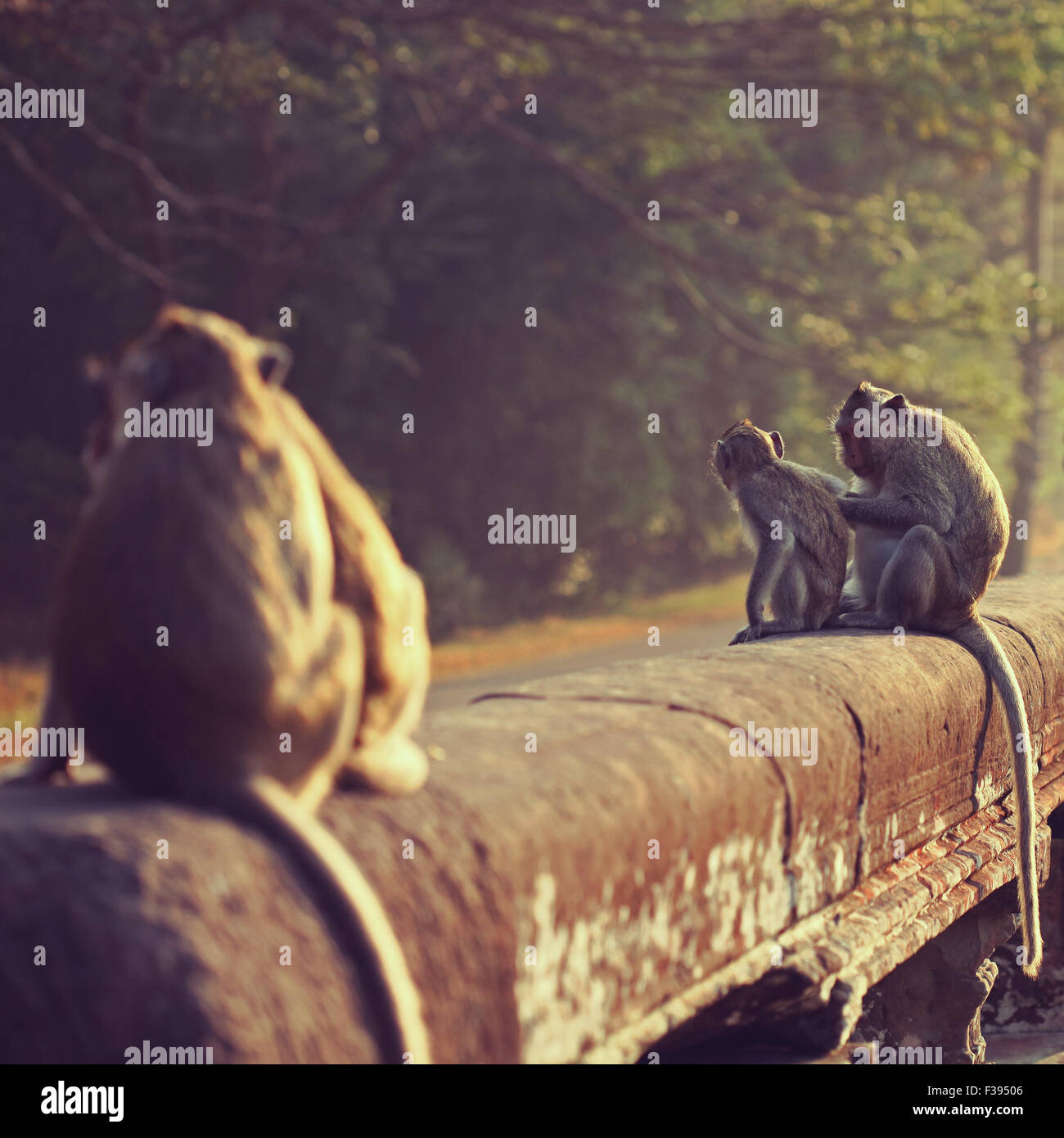 Long-tailed Macaque Monkey sitting on ancient ruins of Angkor Wat Stock ...