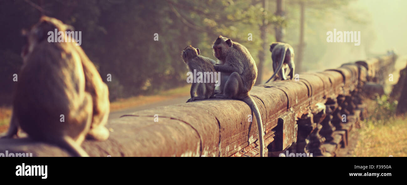 Long-tailed Macaque Monkey sitting on ancient ruins of Angkor Wat Stock ...